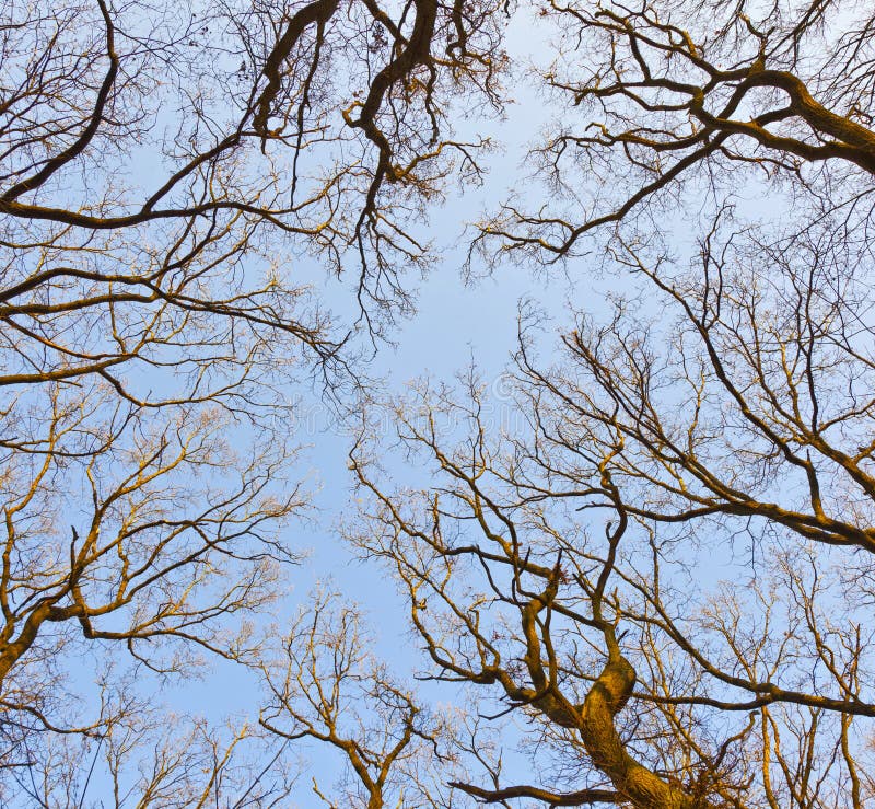Crown of tree stock image. Image of healthy, autumn, fall - 36235771