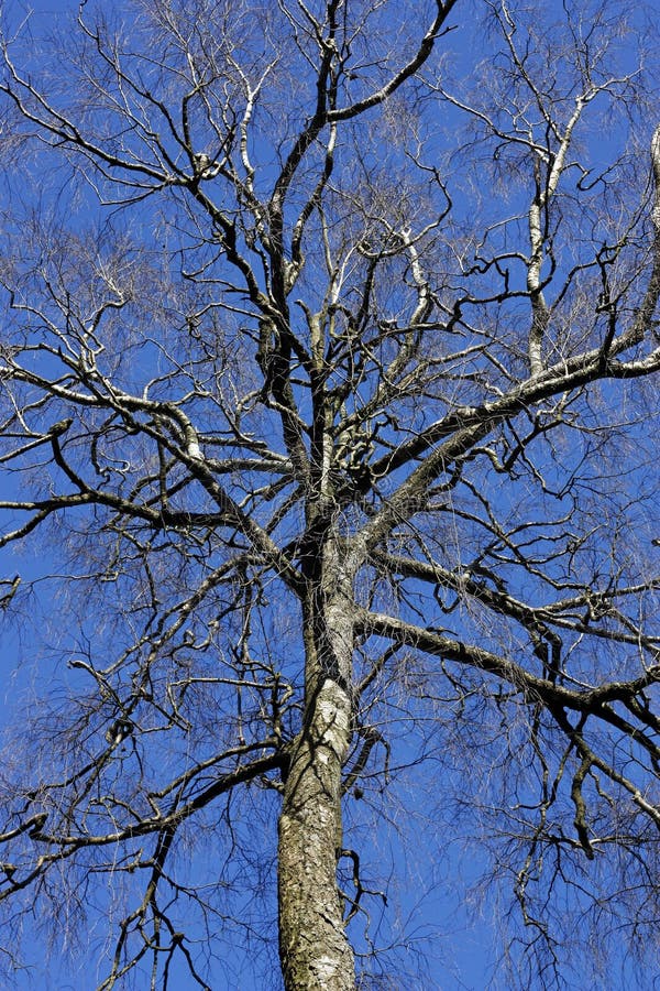 Crown of Tree with Winding Bare Branches in Blue Sky Stock Photo ...