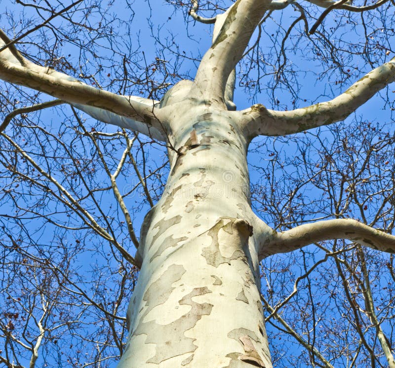 Crown of trees stock photo. Image of nature, birch, grey - 28025608