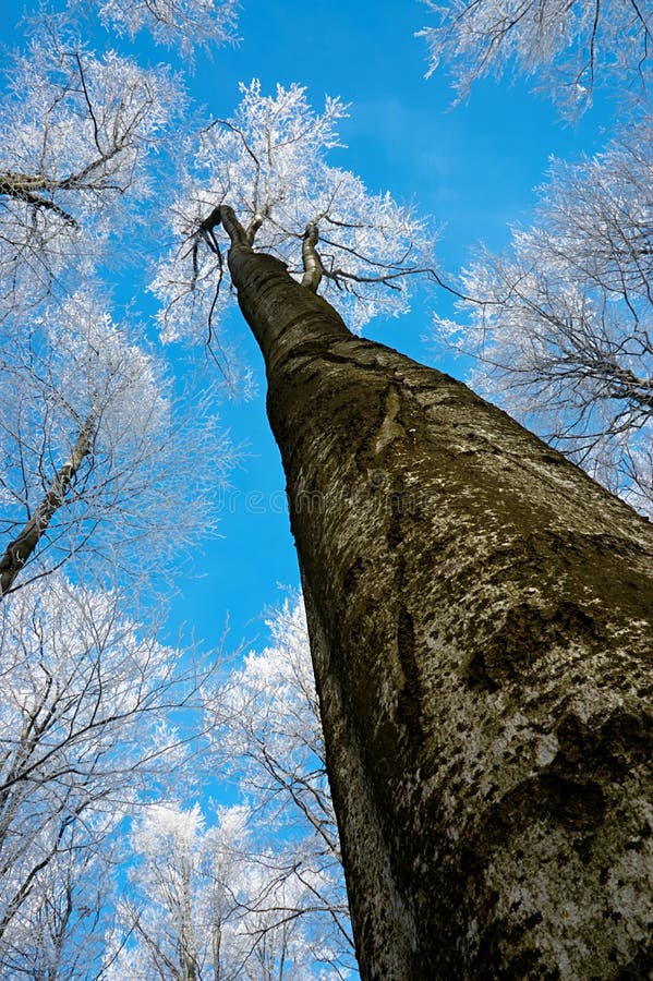 Crown of trees stock photo. Image of weather, light, nature - 28412878