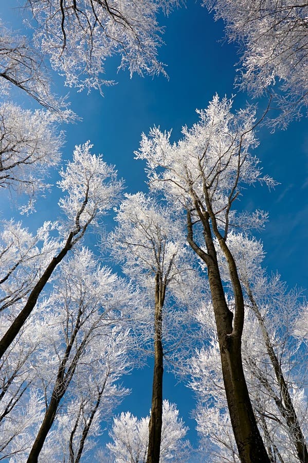 Crown of trees stock image. Image of park, beech, outdoors - 28412889