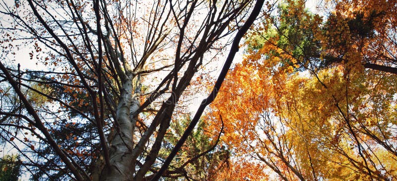 Crown of trees in autumn stock photo. Image of nature - 47977252