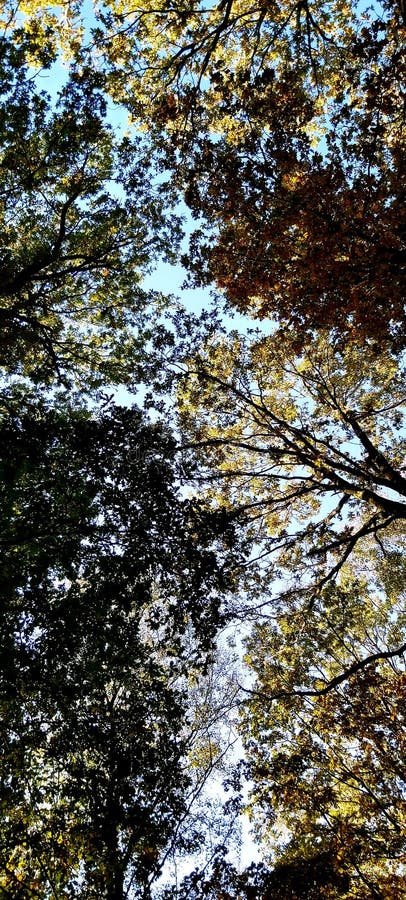 Crown of Trees in Forest Beauty Full Colors Stock Photo - Image of ...