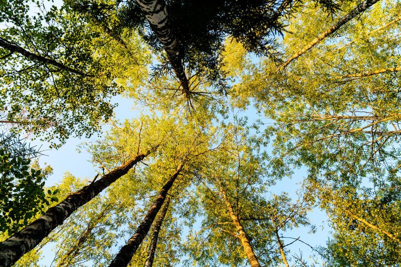 Crown of trees stock image. Image of nature, lush, tree - 83822395