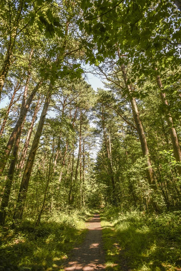 Crown of Trees in the Forest, View from Below Stock Photo - Image of ...