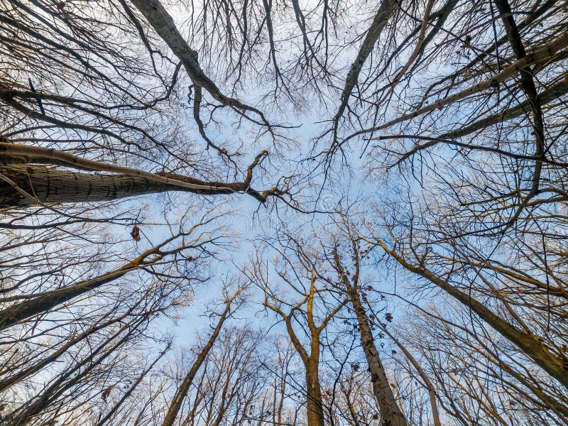 Crown of Trees without Leaves. View from Bottom of Forest. Sky through ...