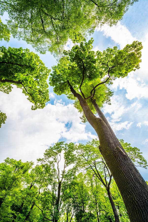 The crown of trees stock image. Image of grass, objects - 240707505