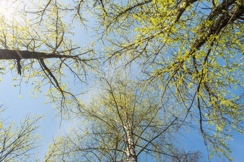 Crown of Trees with Sparse Branches and Small Green Leaves Against the ...