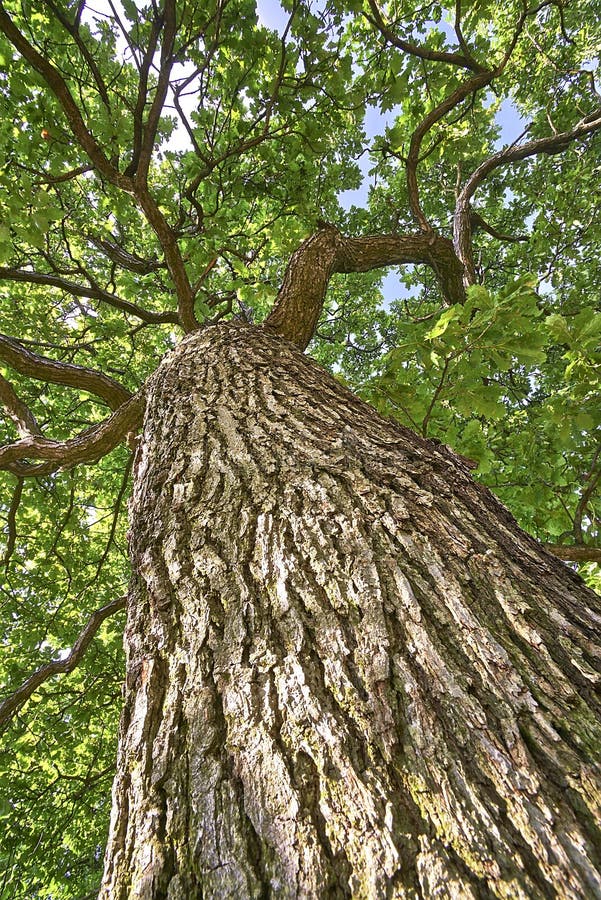 Crown of trees stock image. Image of silence, natural - 45089415