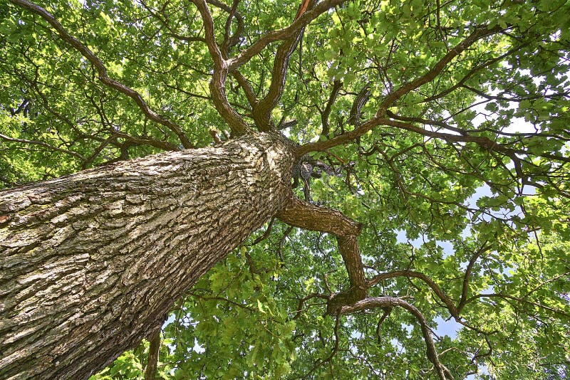 Crown of trees stock photo. Image of trunk, leaf, season - 45089486