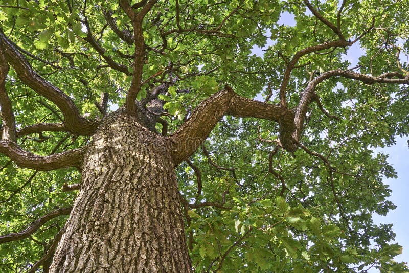 Crown of trees stock image. Image of bright, trunk, wood - 45498173