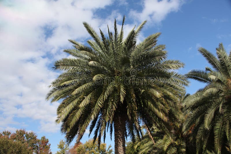 Crown of the trees stock photo. Image of botany, exotics - 37500148