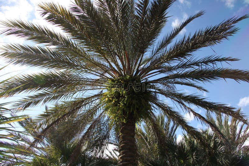 Crown of the trees stock image. Image of biology, beautiful - 37500233