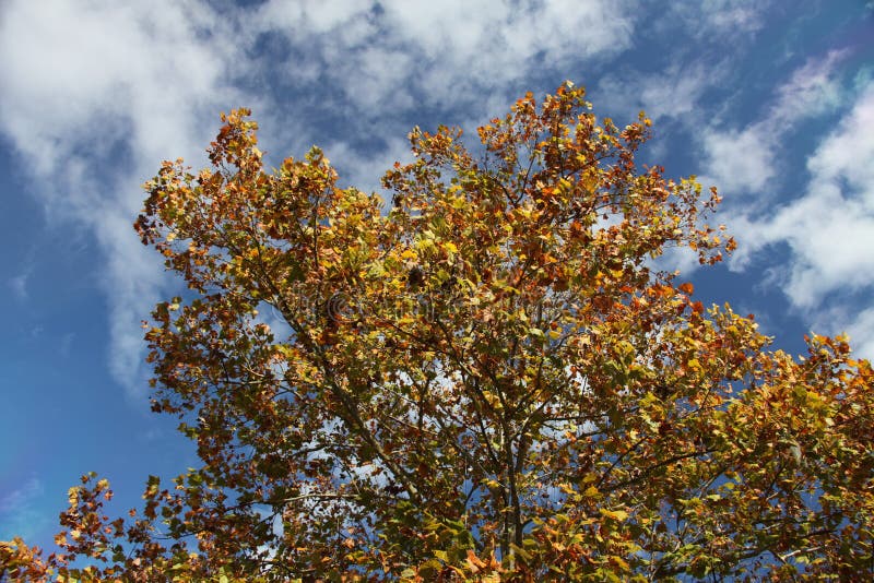 Crown of the trees stock photo. Image of blue, landscape - 119314462