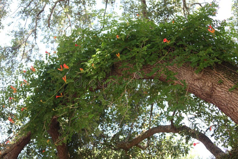 Crown of the trees stock image. Image of nature, natural - 119314573