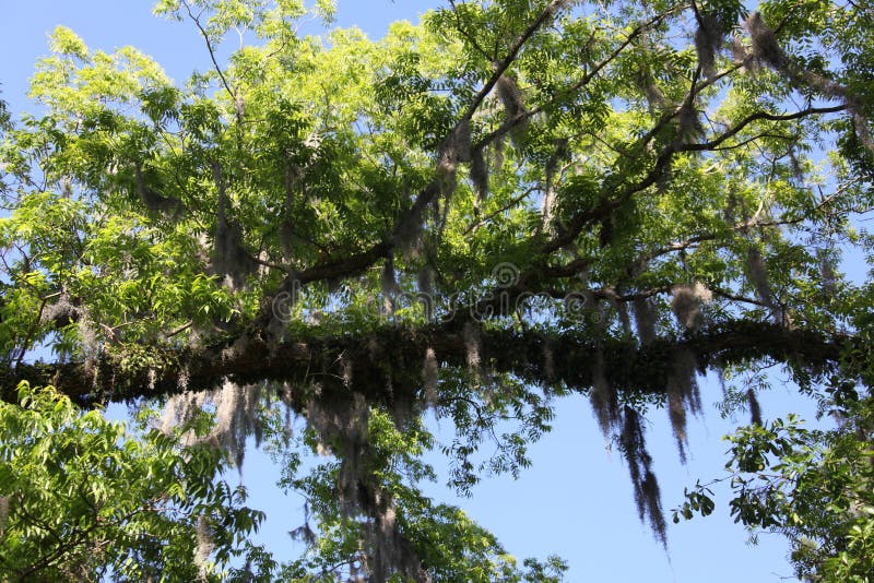 Crown of the trees stock image. Image of biology, limbs - 119314577