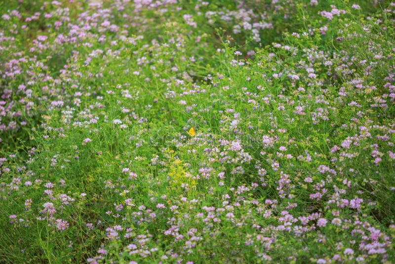 Crown Vetch and a Butterfly Stock Photo - Image of vetch, crown: 97650584