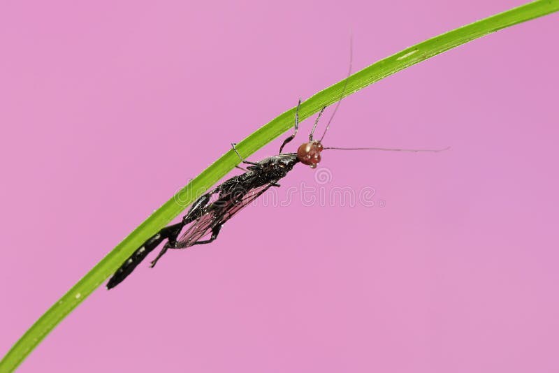 A Crown Wasp is Looking for Prey in Grass. Stock Photo - Image of life ...