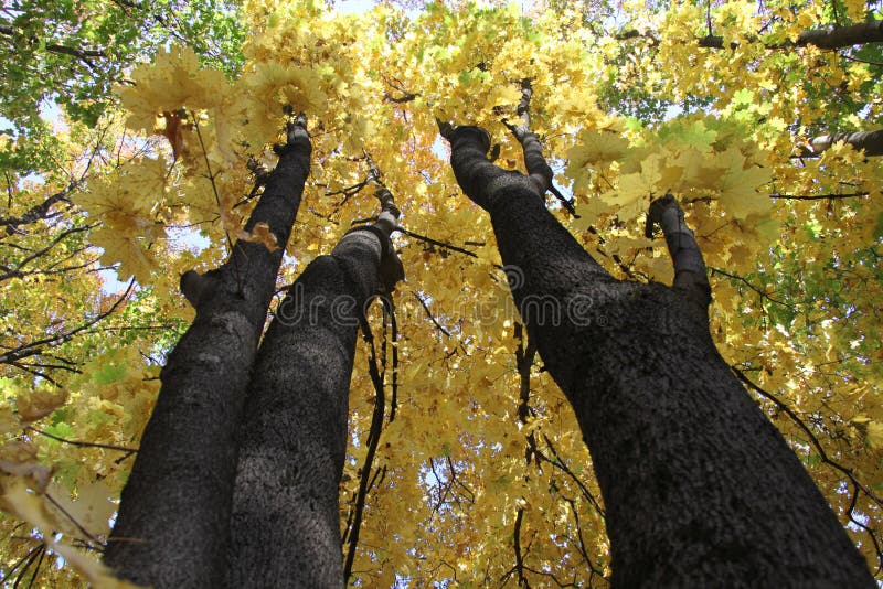 Crown of the yellow trees stock image. Image of fall - 231014489
