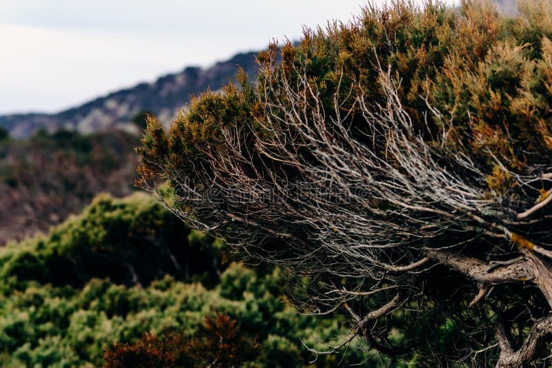 The Crown of a Young Juniper Tree with Bare Branches on One Side and ...