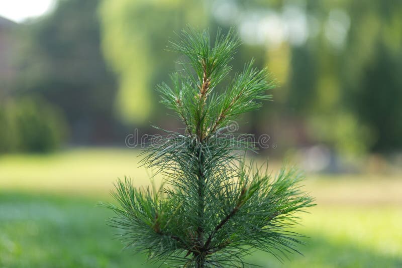 The Crown of a Young Pine Tree in the Park Stock Photo - Image of ...