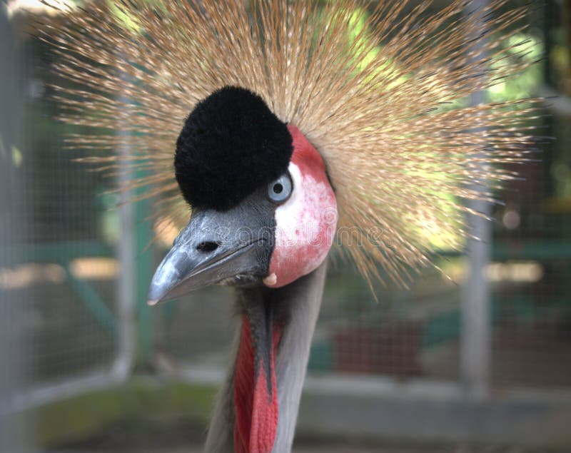 Crowned Bird Looks so Angry Stock Image - Image of seabird, ducks ...