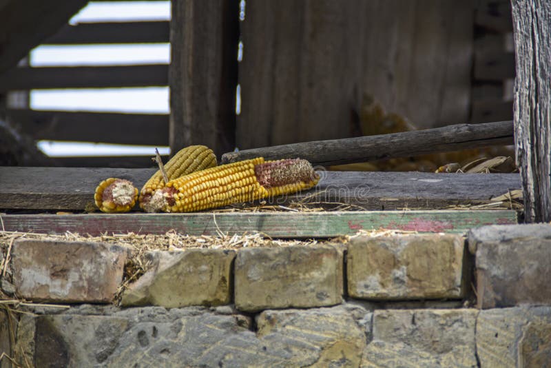 Crowned corncob stock photo. Image of barn, feed, graphics - 71356100