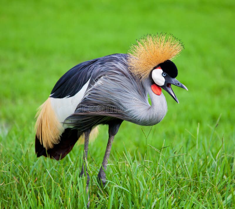 Gray crowned crane stock image. Image of mate, large - 16114449