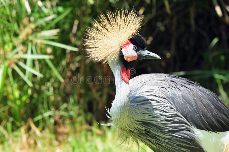 African Crowned Stork stock image. Image of wilderness - 22645295