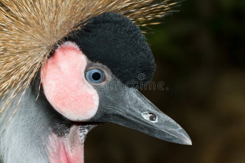 A crowned crane stock photo. Image of blue, animal, crested - 24759686