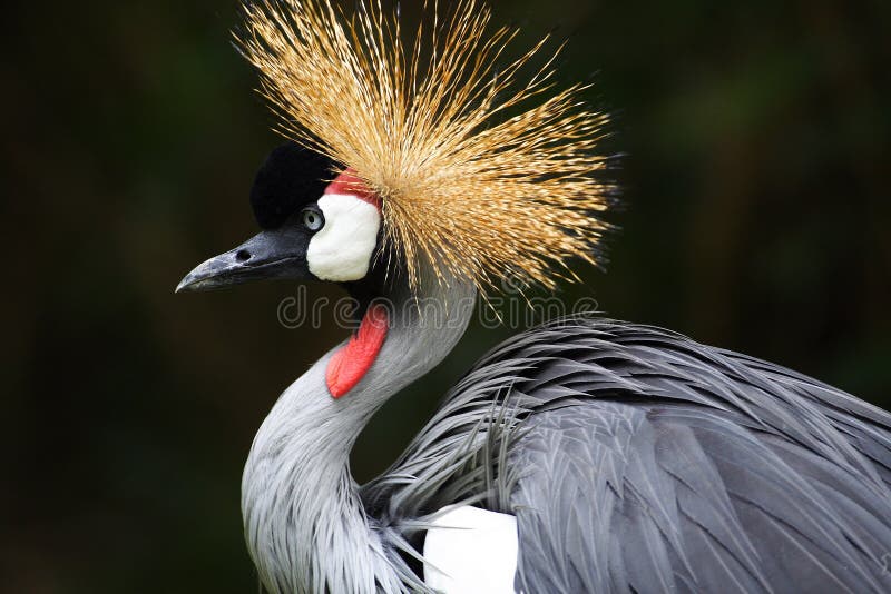 African Crowned Stork stock image. Image of wilderness - 22645295