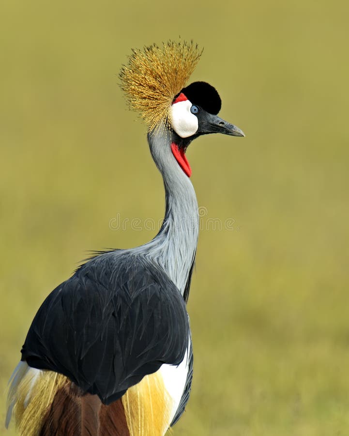 African Crowned Stork stock image. Image of wilderness - 22645295
