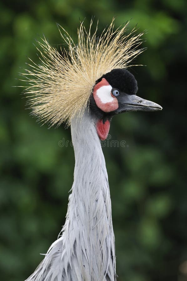 Crowned Crane - Balearica Pavonina Stock Image - Image of crane, beak ...
