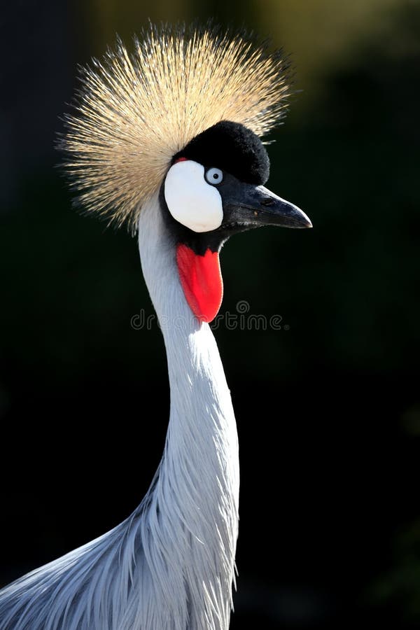 African Crowned Stork stock image. Image of wilderness - 22645295
