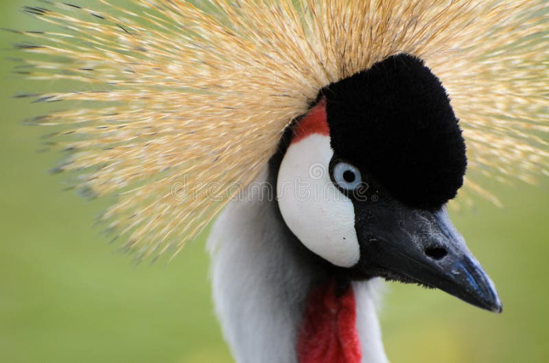 Crowned Crane - Bird with a Crazy Hairdo Stock Image - Image of beak ...
