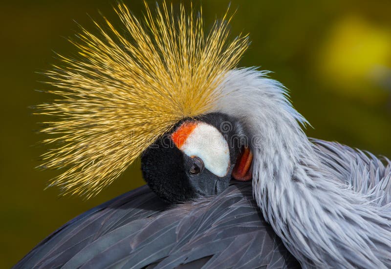 Crowned Crane stock image. Image of wildlife, animals - 110934497