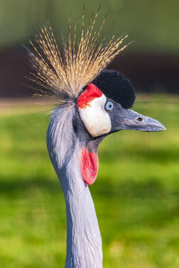 Crowned Crane stock image. Image of crane, crest, crown - 163248575