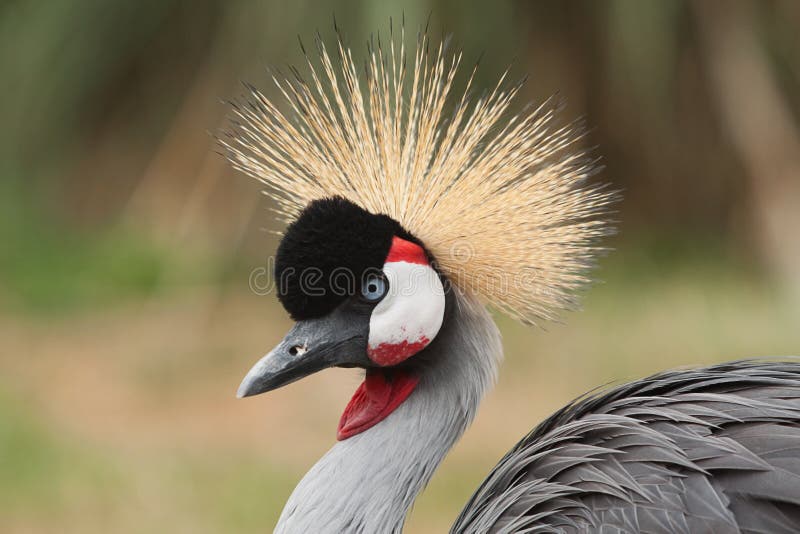 Crowned Crane stock photo. Image of endangered, wildlife - 59724112