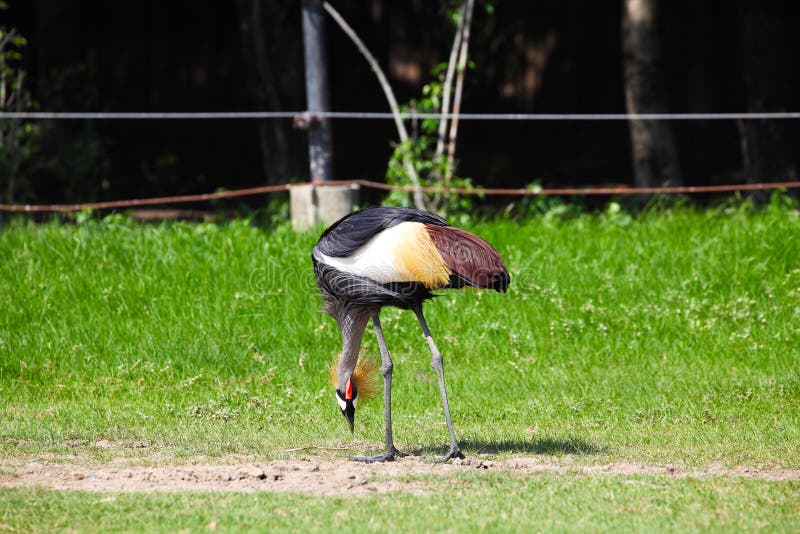 Crowned Crane Seeking for Food in Grassland Stock Image - Image of bird ...