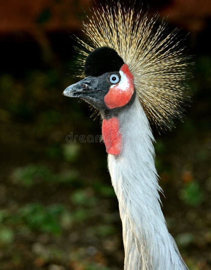 Crowned Crane stock image. Image of beak, gray, bird - 58470533