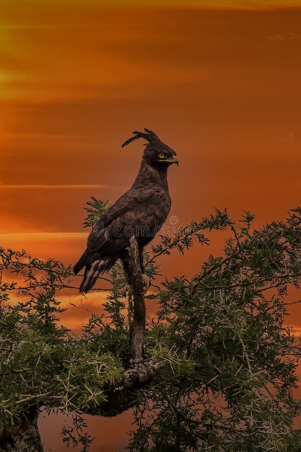 Crowned Eagle African Crowned Eagle Hawk Stephanoaetus Coronatus Stock ...