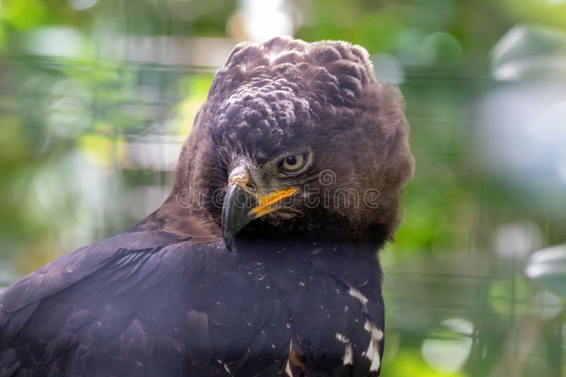A Crowned Eagle at a Local Zoo Stock Image - Image of animal, wild ...