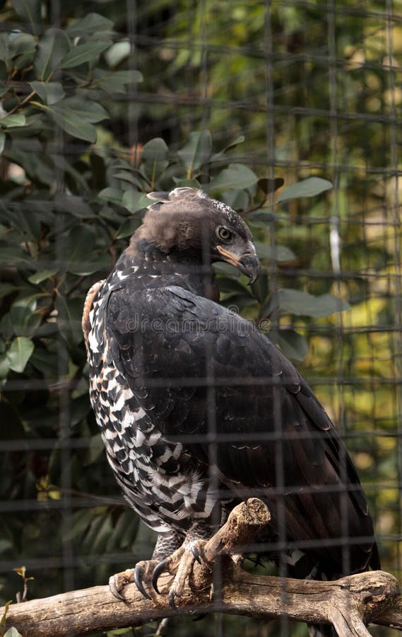 Crowned Eagle Stephanoaetus Coronatus Stock Photo - Image of nature ...