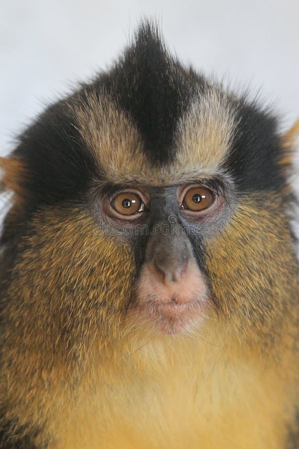 Crowned guenon stock image. Image of cercopithecus, mammal - 31083107