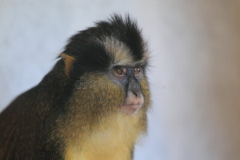 Crowned guenon stock image. Image of cercopithecus, mammal - 31083107