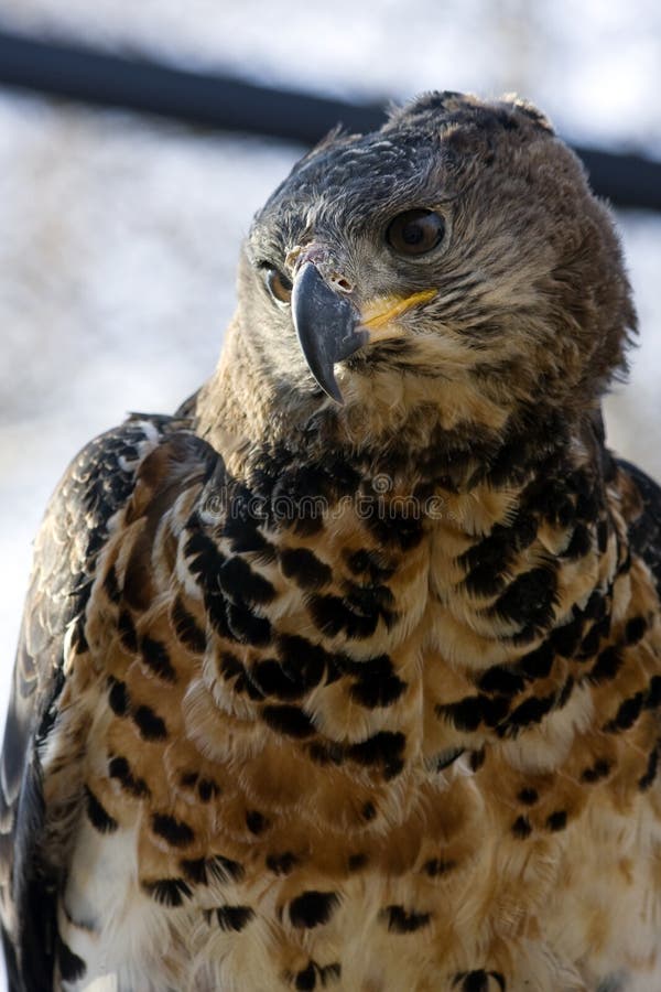 Crowned hawk-eagle stock photo. Image of prey, hawk, eagle - 24578266