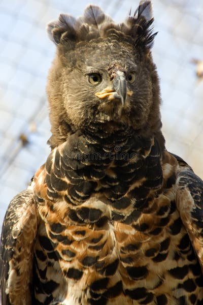 Crowned hawk-eagle stock image. Image of fauna, stephanoaetus - 24421871