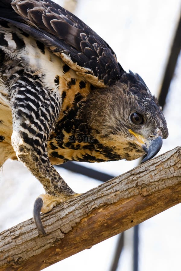 Crowned hawk-eagle claws stock photo. Image of prey, claws - 24421858