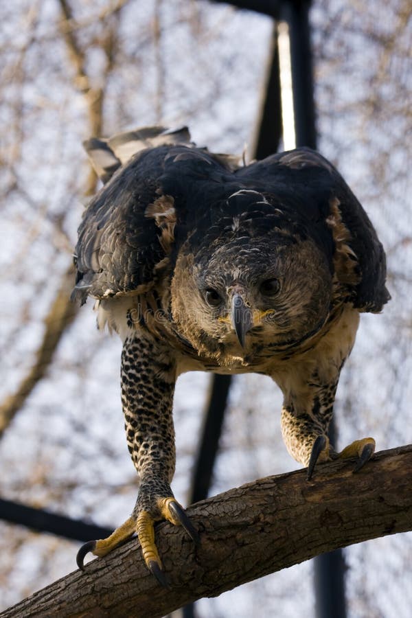 Crowned Hawk-eagle on the Tree Stock Image - Image of stephanoaetus ...