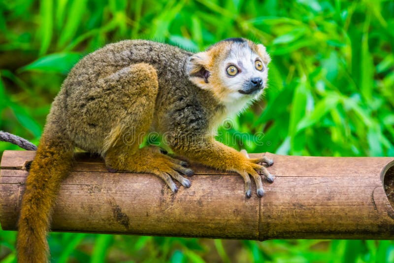 Crowned Lemur in Closeup, Cute Monkey, Endangered Primate Specie from ...